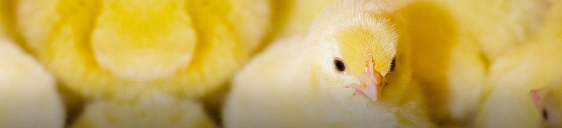 Bestzyme Enzyme Solutions for Animal Nutrition | Health